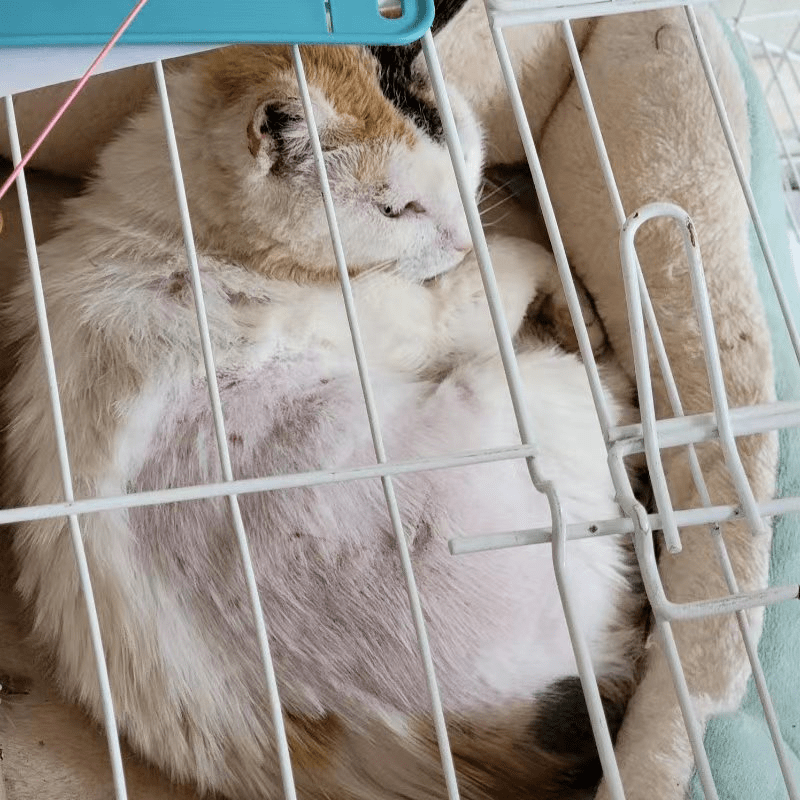 猫咪领养｜2kb想和你有个家_猫猫_基金_同学