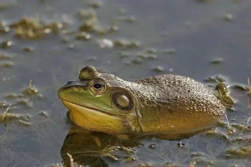 防范外来物种入侵丨餐桌上的入侵生物--美洲牛蛙_栖息地_池塘_个体