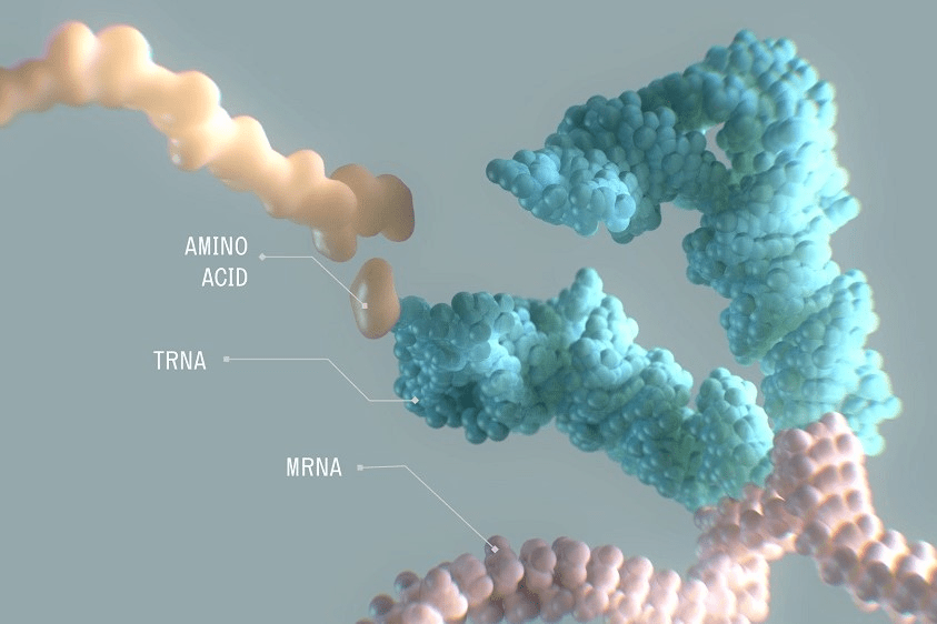 神秘投资机构加入，tRNA疗法明星公司完成1.09亿美元融资，推进临床试验_Alltrna_平台_研究