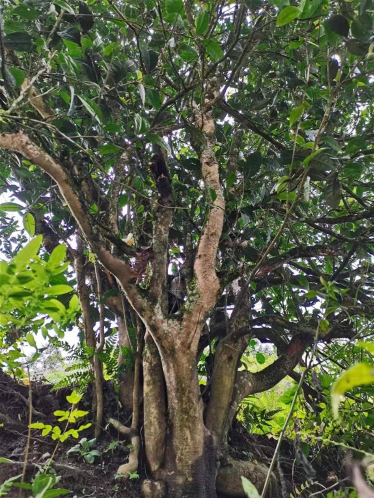 湖北省鹤峰县发现“特大叶种”茶树群落_南村_cm_茶园