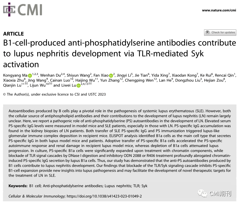 香港大学Liwei Lu教授团队在CMI发文，揭示anti-PS在狼疮性肾炎发展中的作用_细胞_研究_患者
