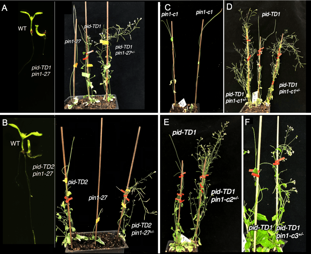 广泛应用的PIN1-GFP融合蛋白导致植物不需要PID: 重新思考PIN1和PID之间的关系_pid_研究_pin