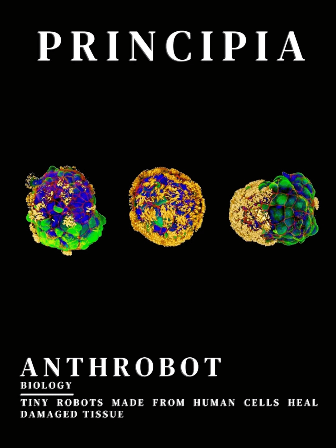 你的细胞可以用来做机器人了？！ | 红杉爱科学_生物_研究_移动